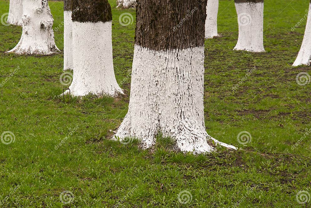 Parallel Tree Trunks on a Background of Green Grass Stock Image - Image ...