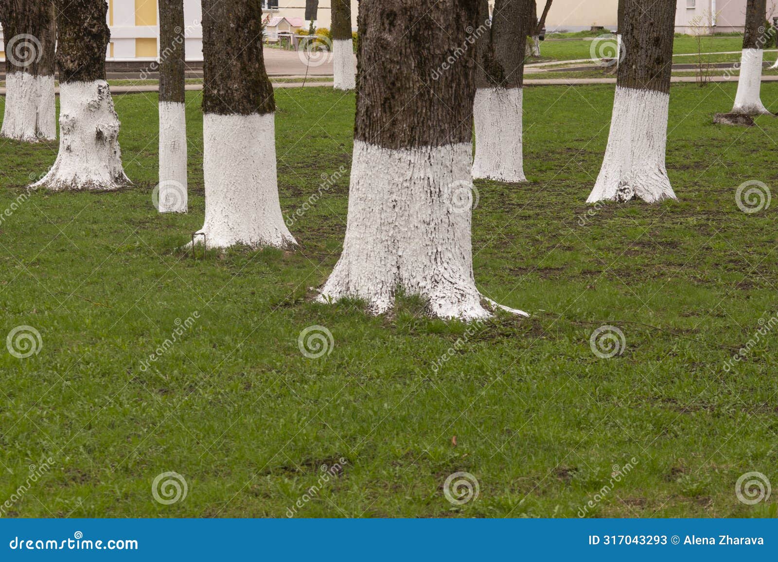 Parallel Tree Trunks on a Background of Green Grass Stock Image - Image ...