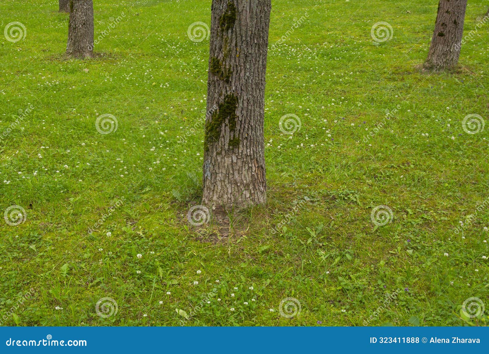 Parallel Tree Trunks on a Background of Green Grass Stock Photo - Image ...