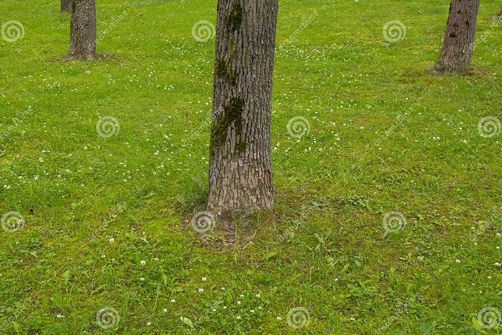 Parallel Tree Trunks on a Background of Green Grass Stock Photo - Image ...