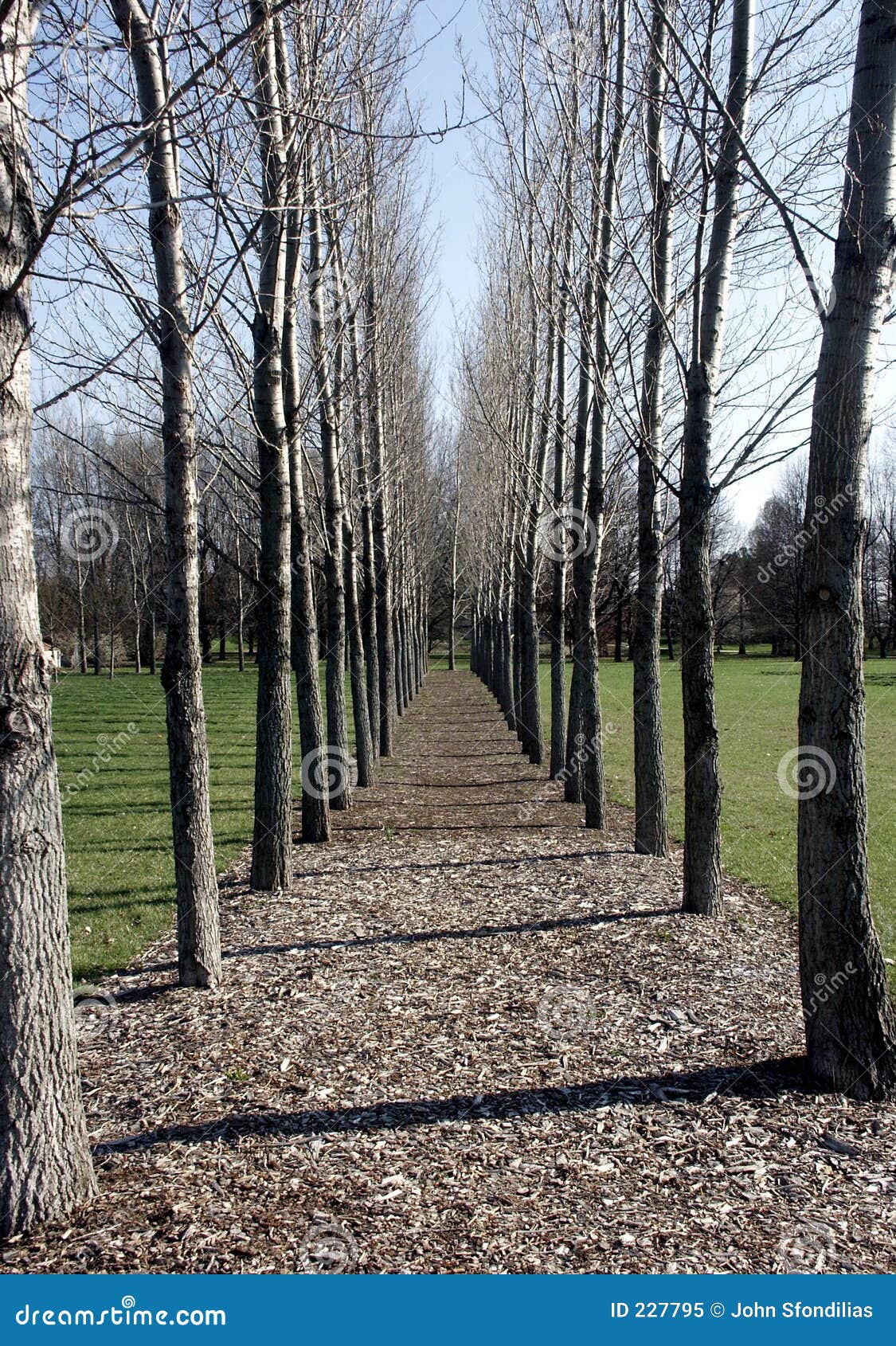 Parallel Trees stock image. Image of parallel, path, fall - 227795