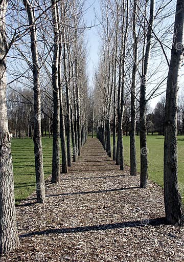 Parallel Trees stock image. Image of parallel, path, fall - 227795