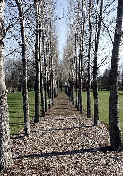Parallel Trees stock image. Image of parallel, path, fall - 227795