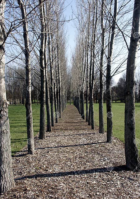 Parallel Trees stock image. Image of parallel, path, fall - 227795