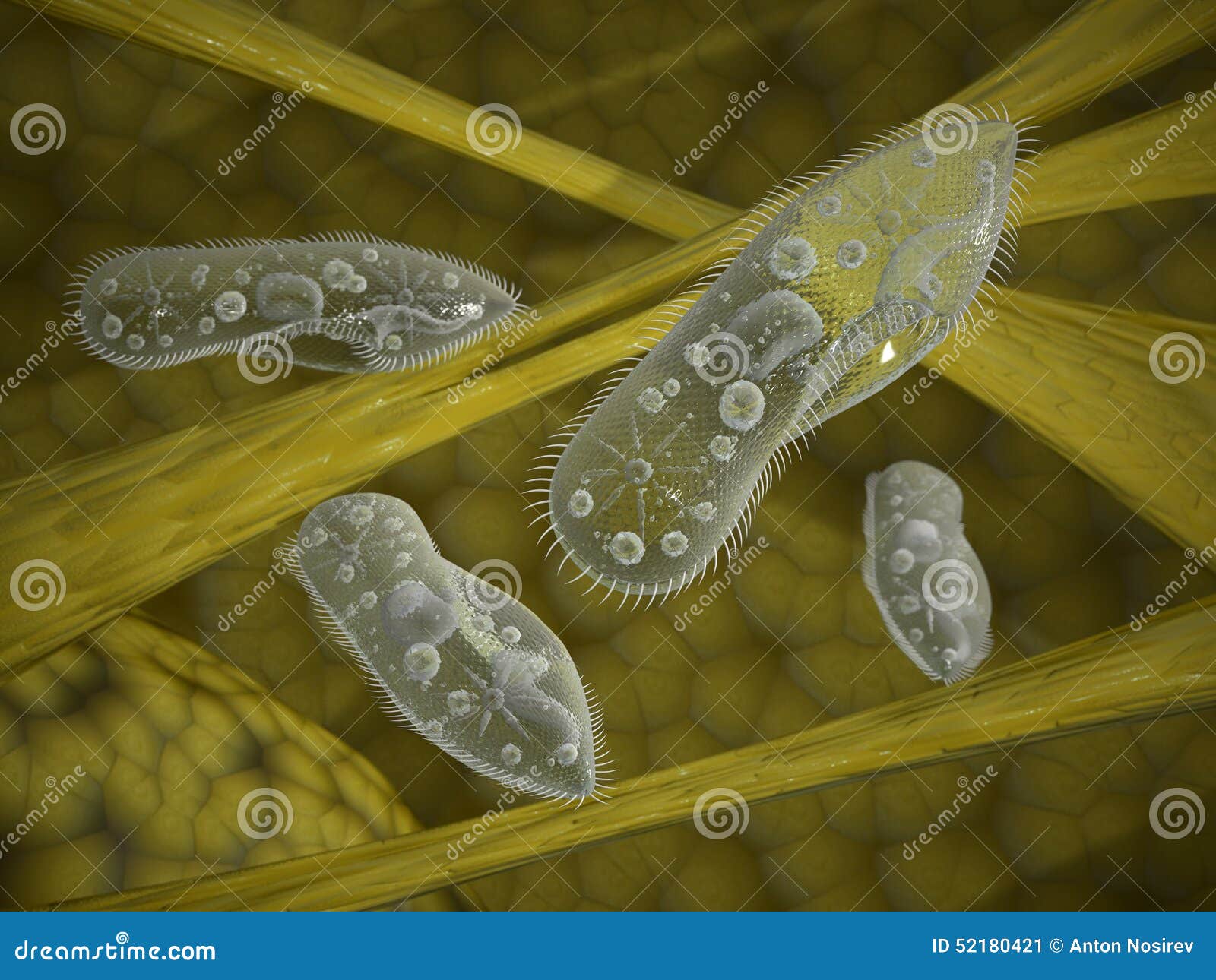 Paramecium illustrazione di stock. Illustrazione di formazione - 52180421