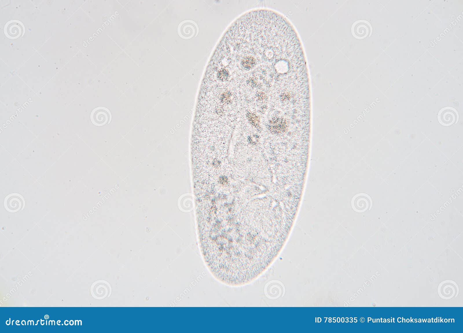 Paramecium immagine stock. Immagine di cellula, micro - 78500335