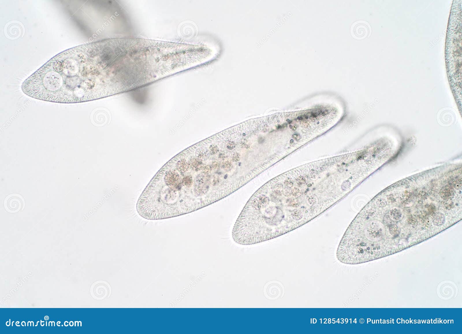 Ciliates Under Microscope