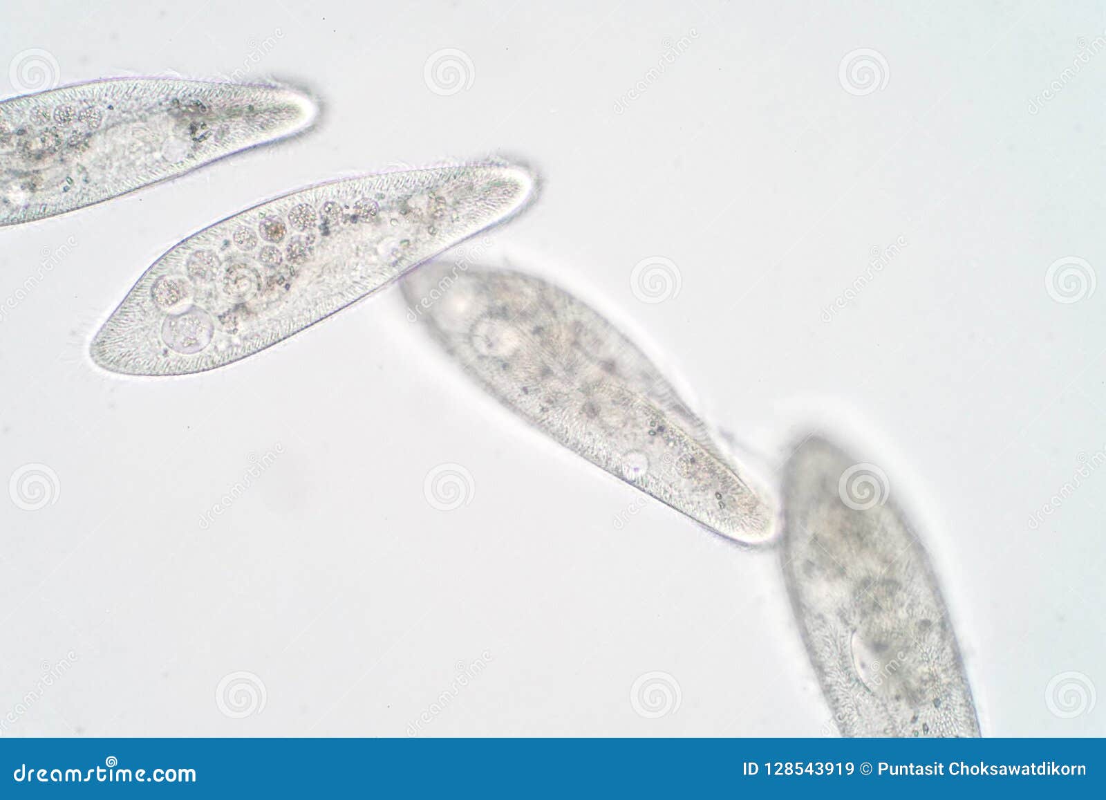Paramecium Caudatum Is A Genus Of Unicellular Ciliated Protozoan Under ...