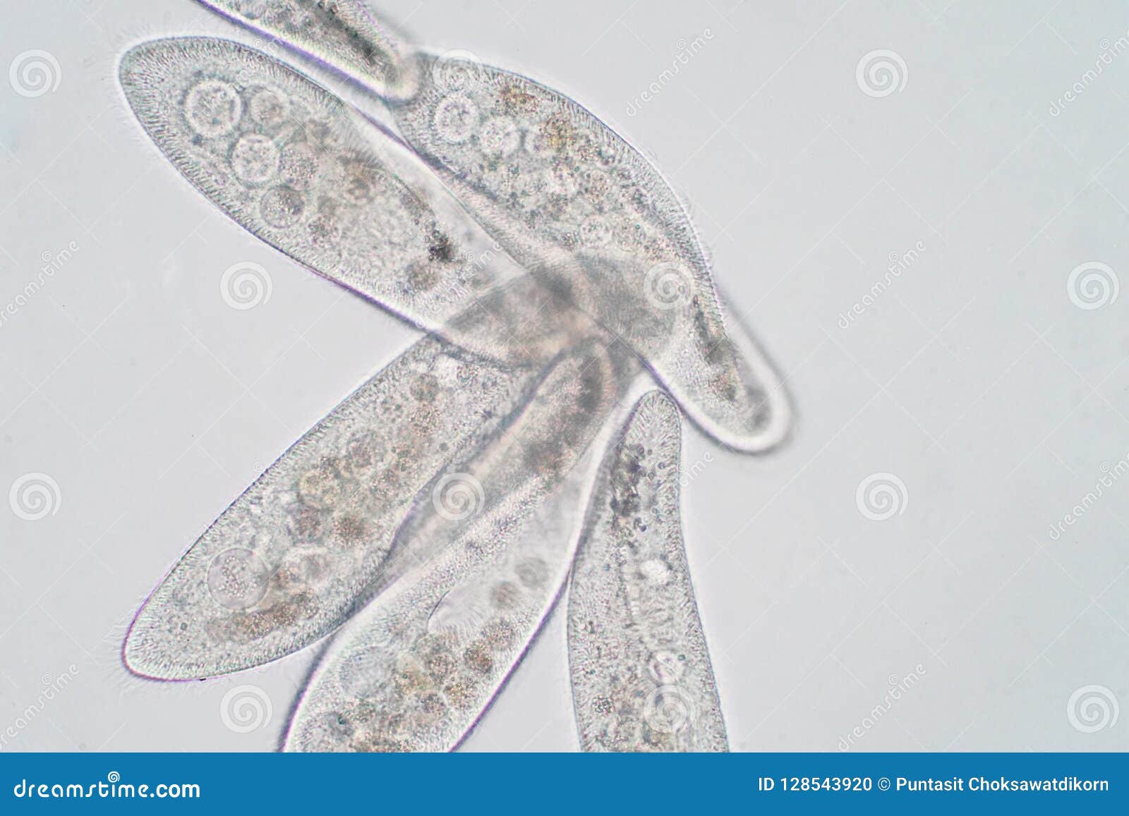 Paramecium Caudatum Under The Microscope - Abstract Shapes In Co Stock ...