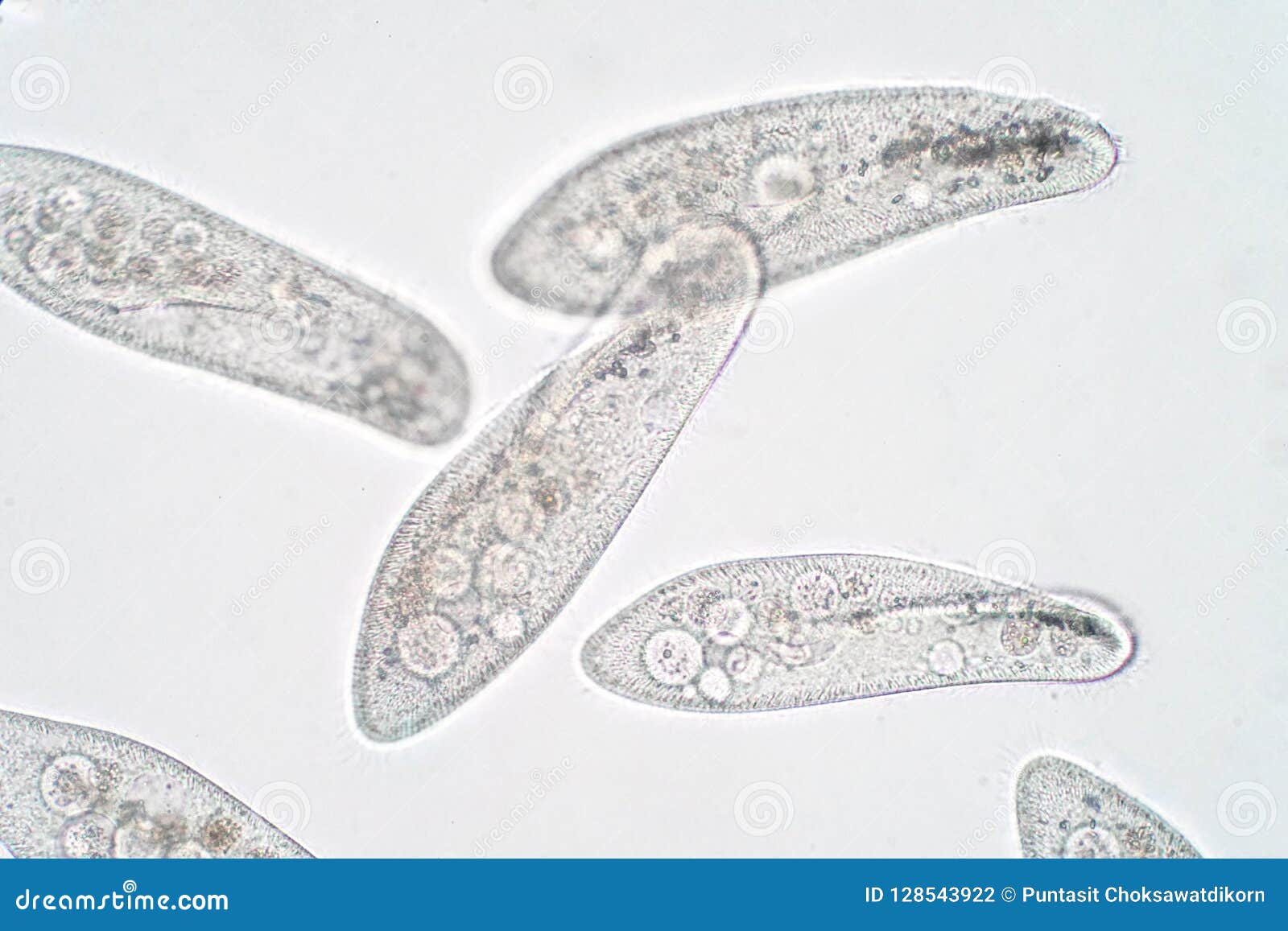 Paramecium Stock Image | CartoonDealer.com #78500335