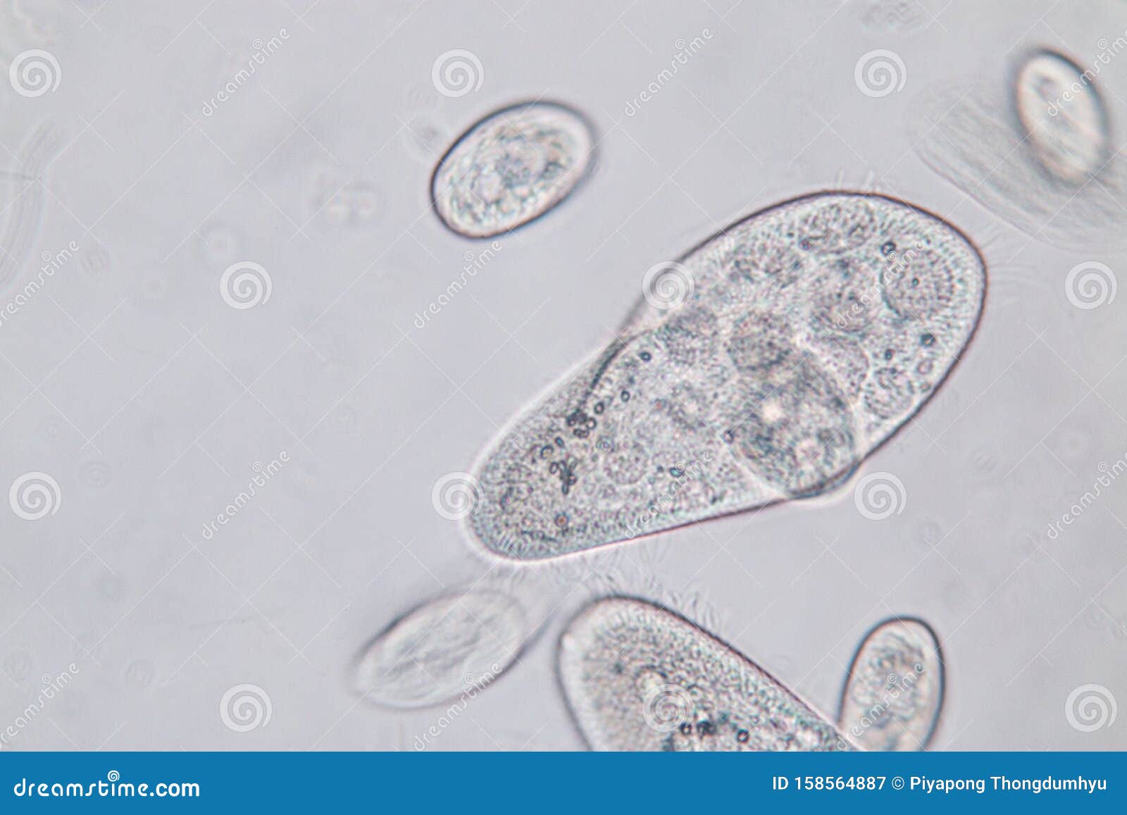 Paramecium Caudatum 100x