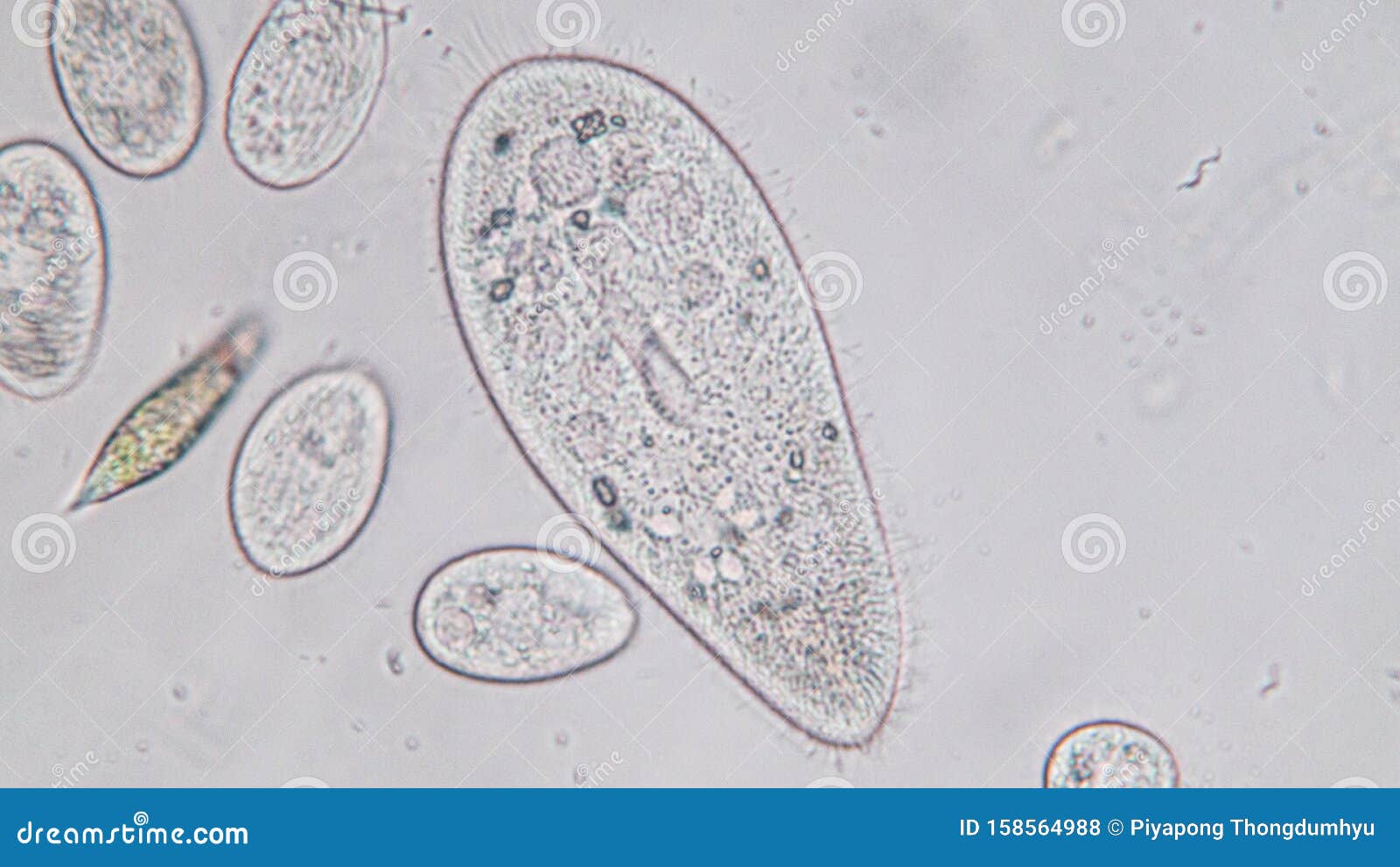 Paramecium Microscope Labeled