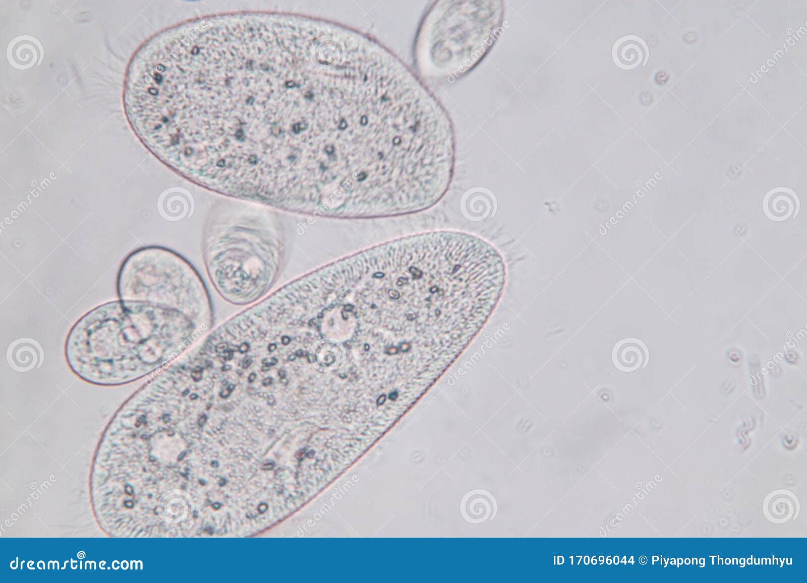 Paramecium Caudatum Is A Genus Of Unicellular Ciliated Protozoan Under ...