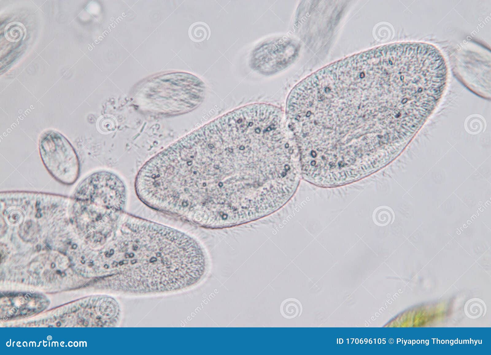 Paramecium Caudatum Is A Genus Of Unicellular Ciliated Protozoan Under ...