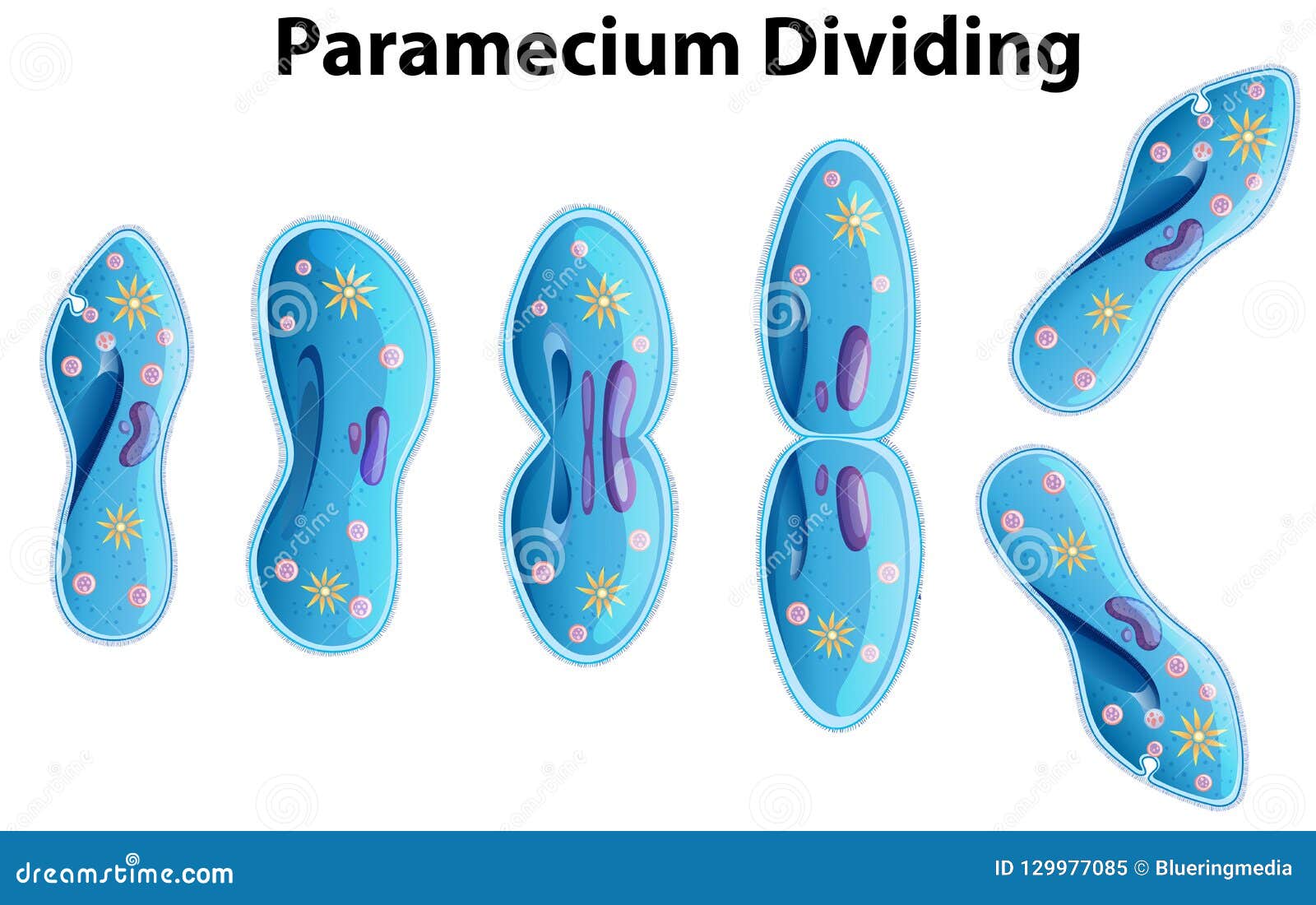 Paramecium Dividing Bacteria Diagram Stock Vector - Illustration of ...