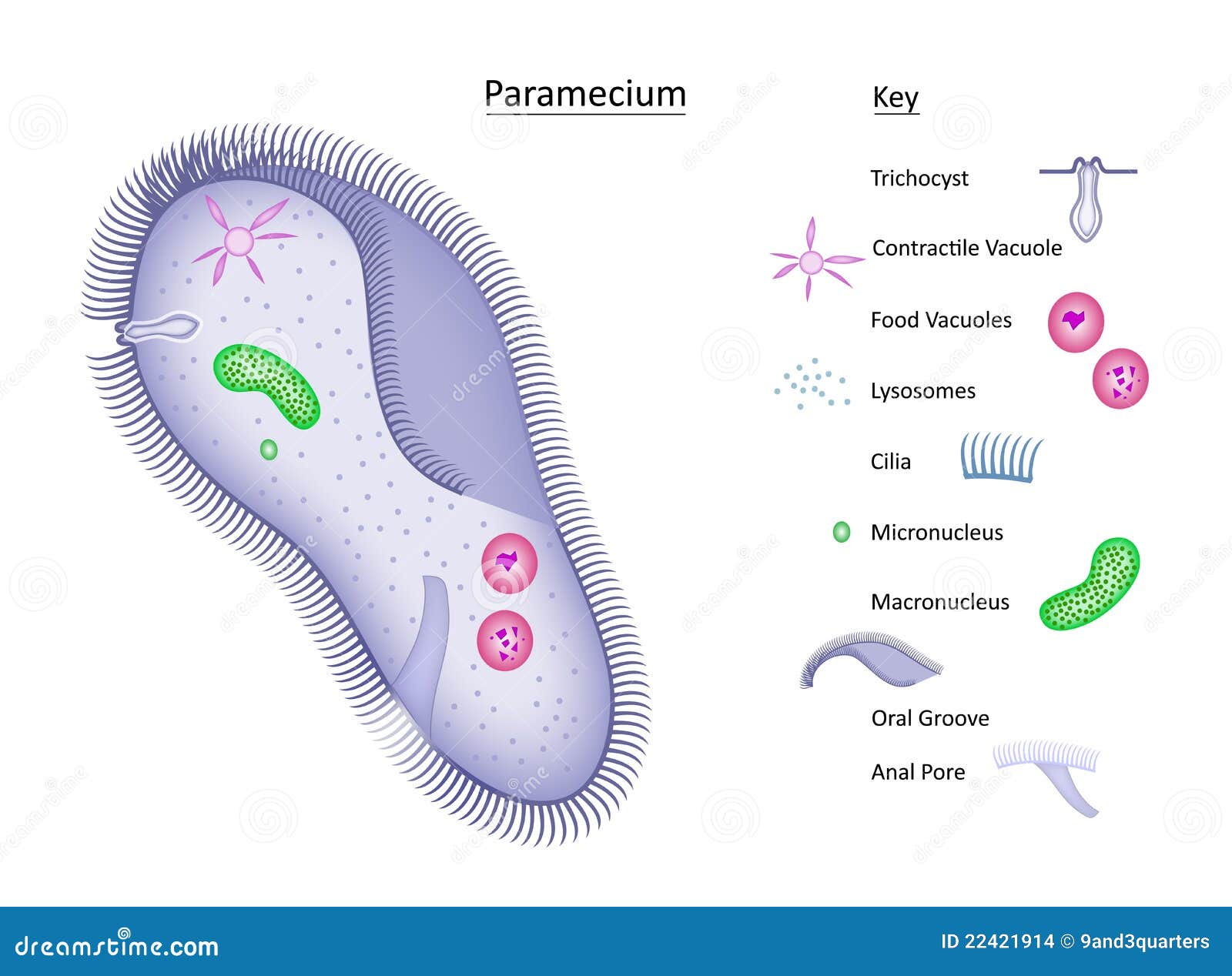 Paramecium with key stock illustration. Illustration of conjugation ...