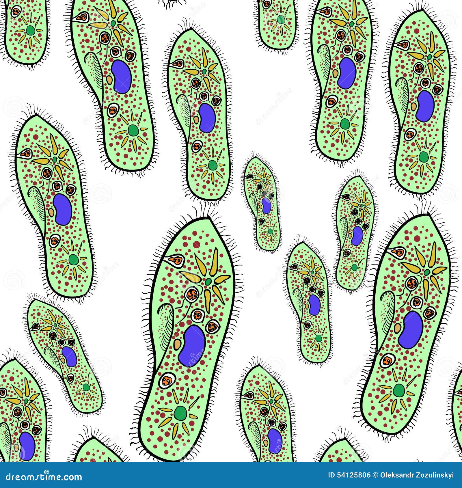 Paramecium of the Phylum Ciliophora. Vector 1 Stock Vector ...