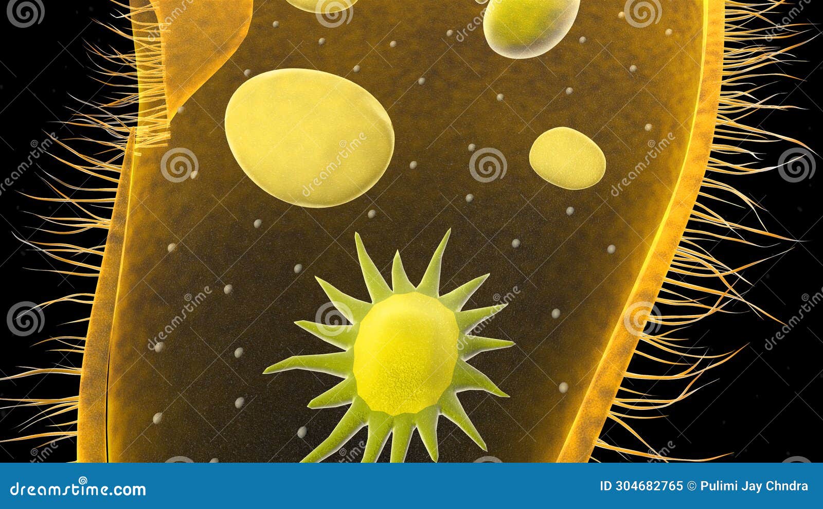 Paramecium Protozoa 3d Illustration. Euglena Viridis Proteus Stock ...