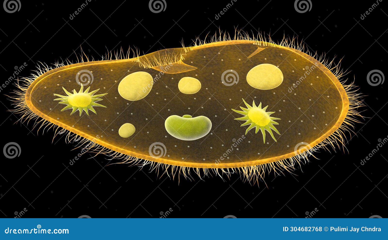 Paramecium Protozoa 3d Illustration. Euglena Viridis Proteus ...