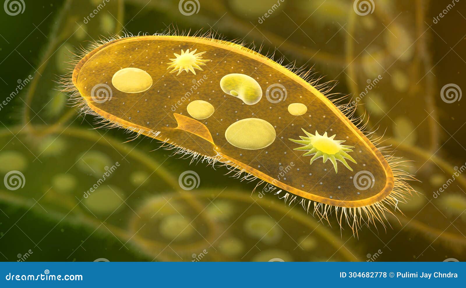 Paramecium Protozoa 3d Illustration. Euglena Viridis Proteus ...