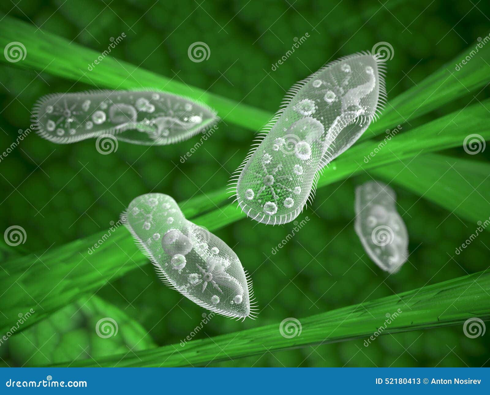 Infusoria paramecium stock illustration. Illustration of green - 52180413