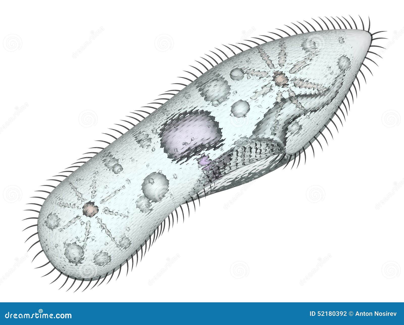 Paramecium Diagram Unlabeled