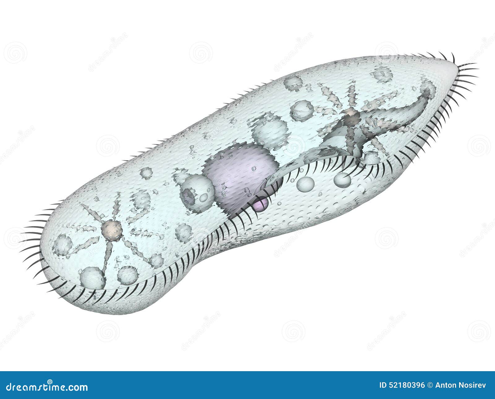 Infusoria paramecium stock illustration. Illustration of micro - 52180396