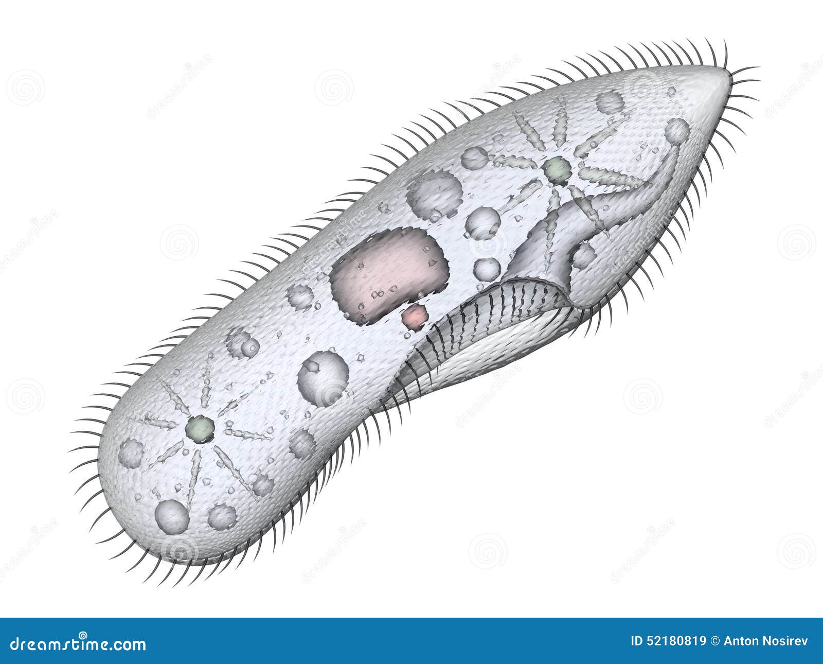 Paramecium Stock Illustration - Image: 52180819