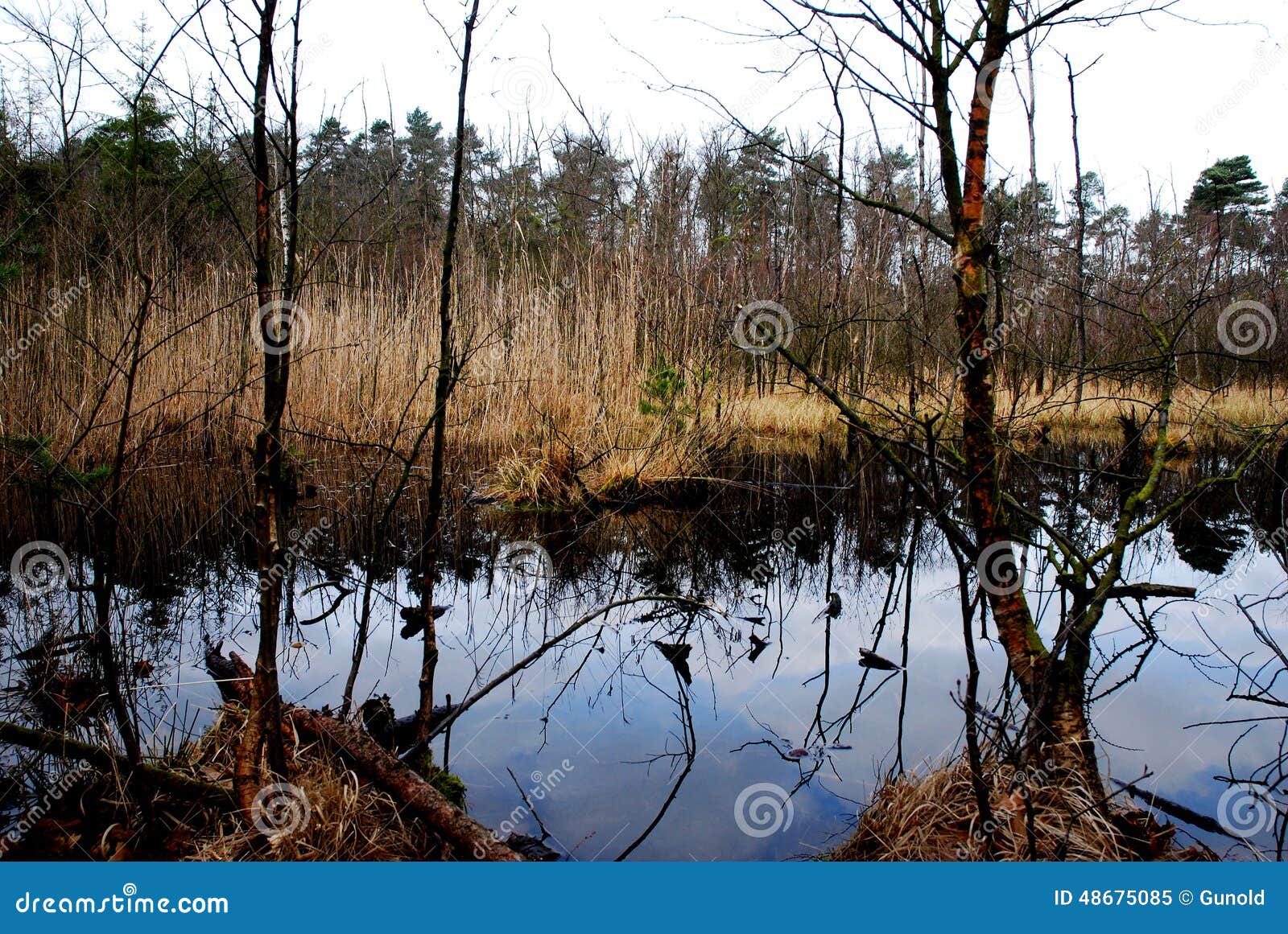 Paramera de Brunssumer imagen de archivo. Imagen de protegido - 48675085