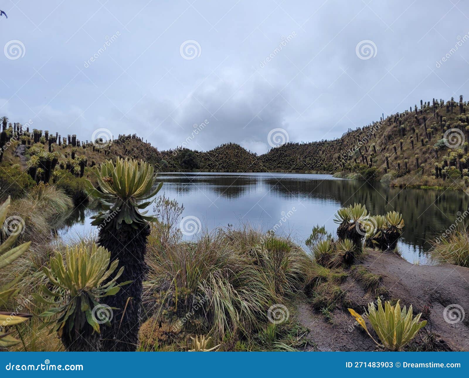 Paramos of Colombia stock image. Image of wilderness - 271483903