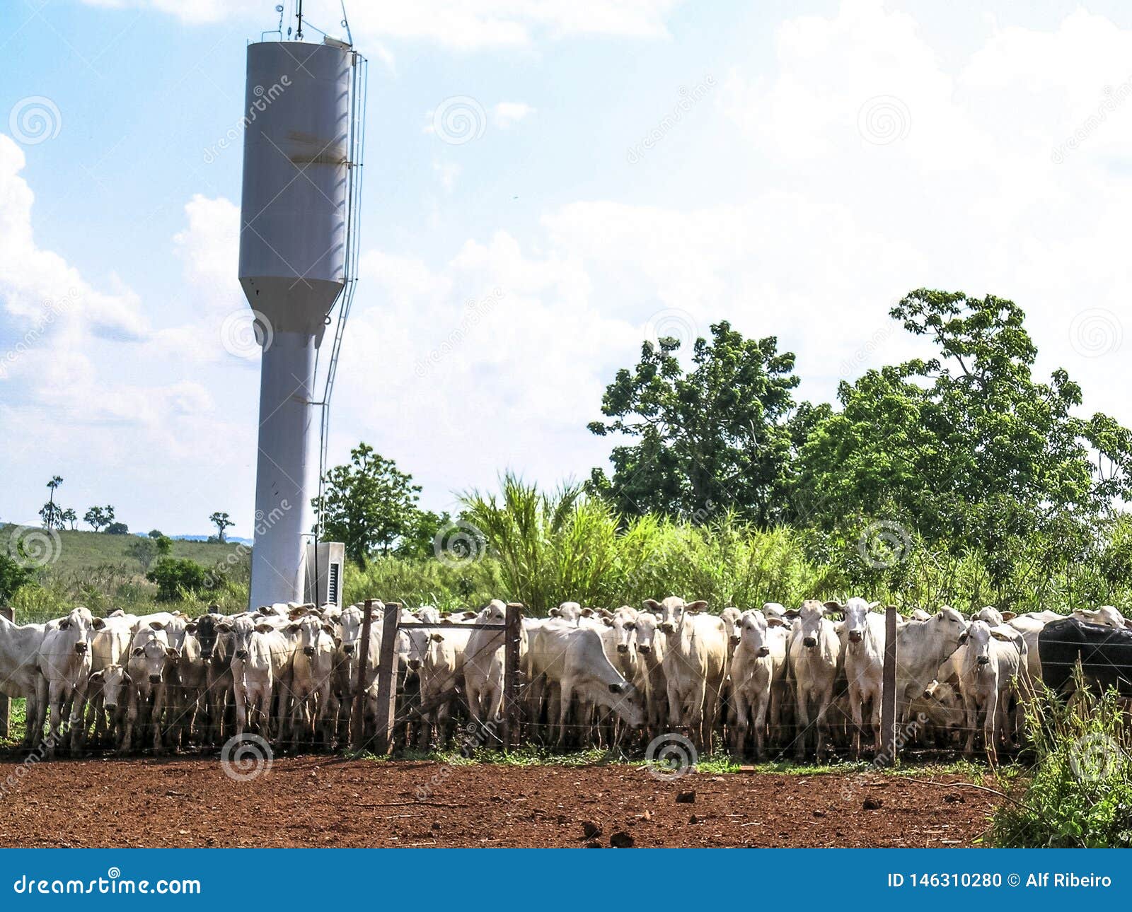 A Group of Cattle in Confinement Editorial Image - Image of outdoor ...