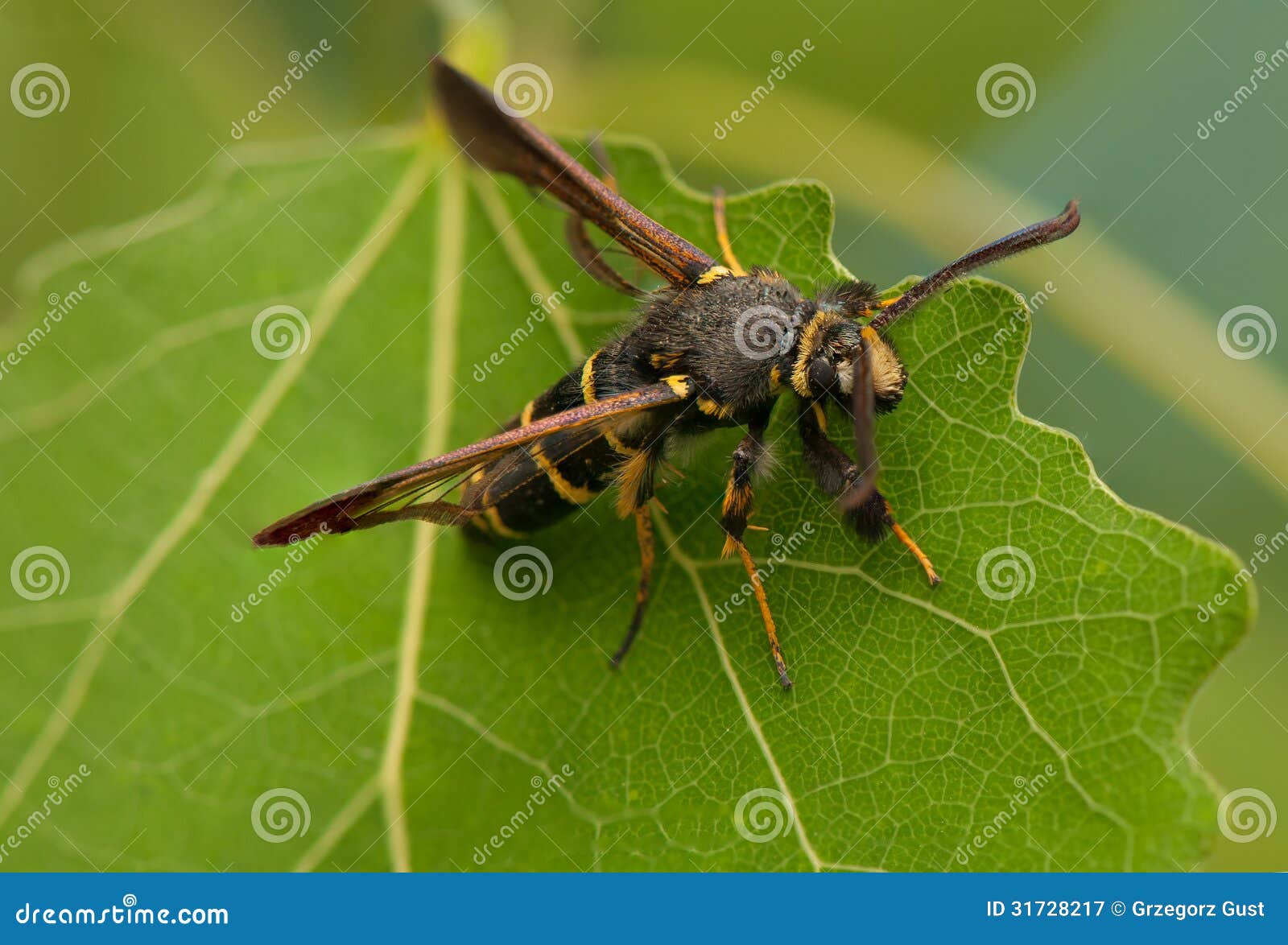 Paranthrene tabaniformis stock image. Image of micro - 31728217