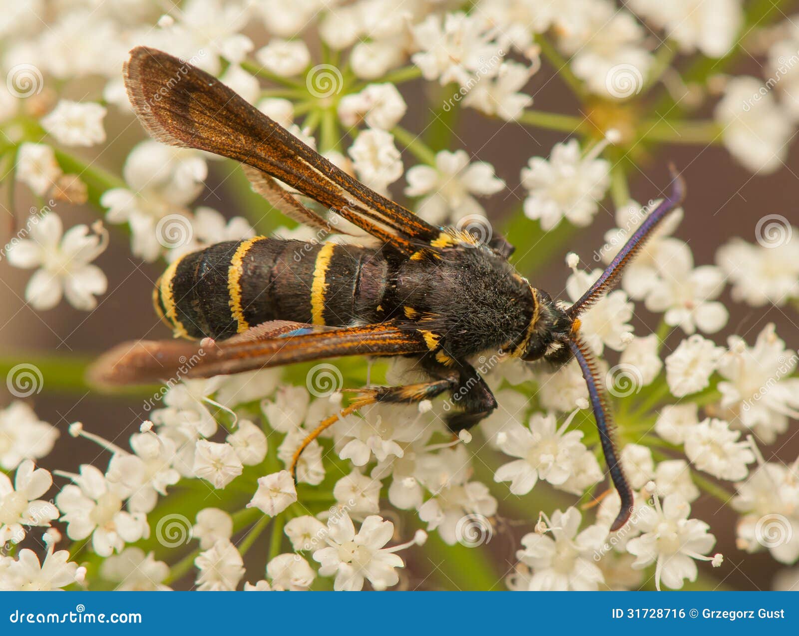 Paranthrene tabaniformis stock photo. Image of wild, beautiful - 31728716