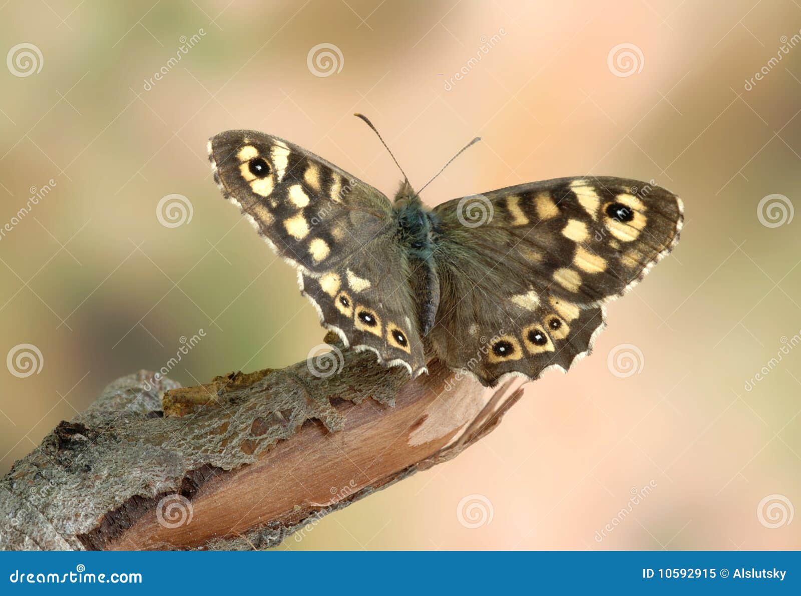 Pararge aegeria stock image. Image of lush, frame, biology - 10592915