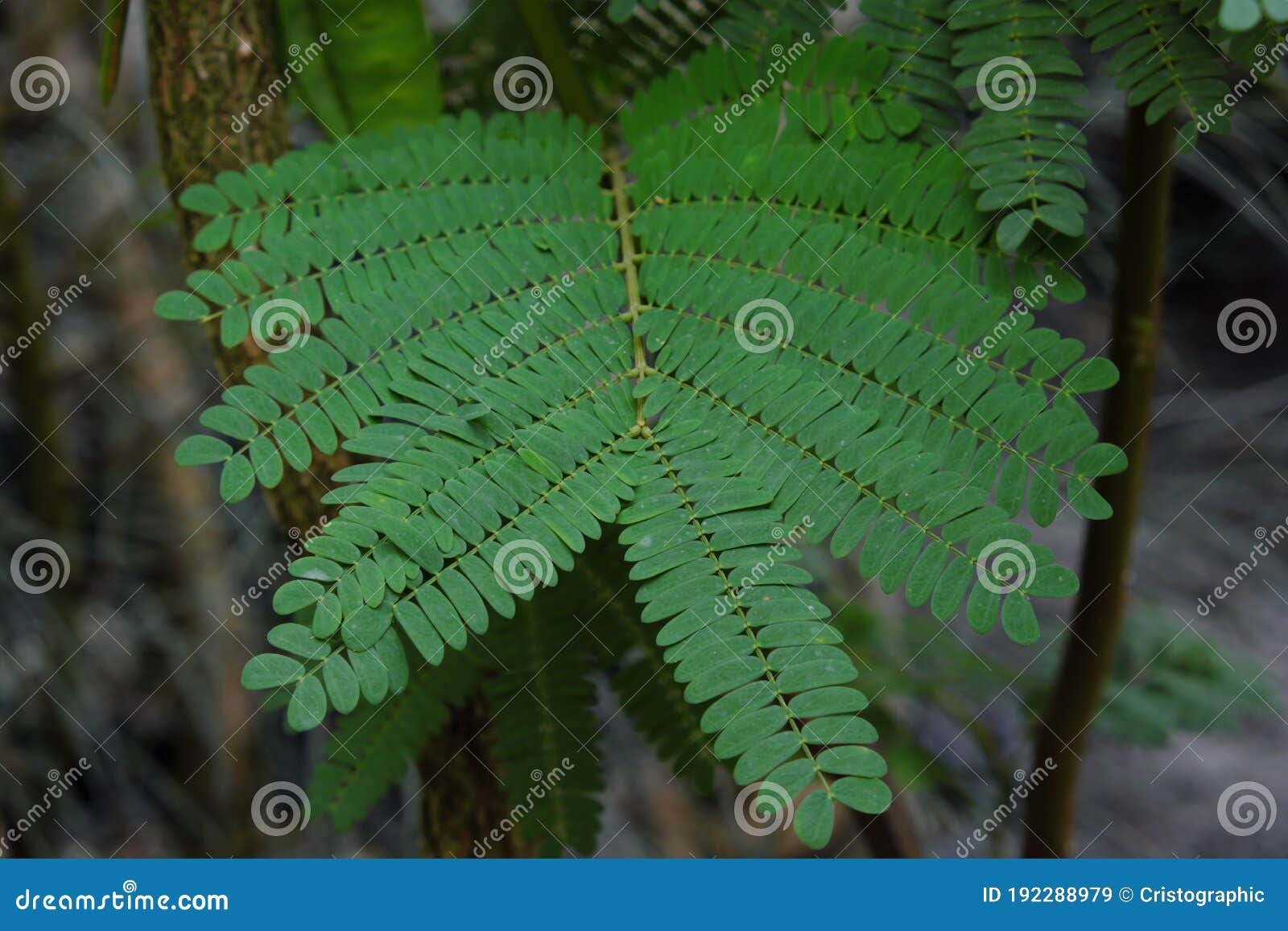 Paraserianthes lophantha stock image. Image of detail - 192288979