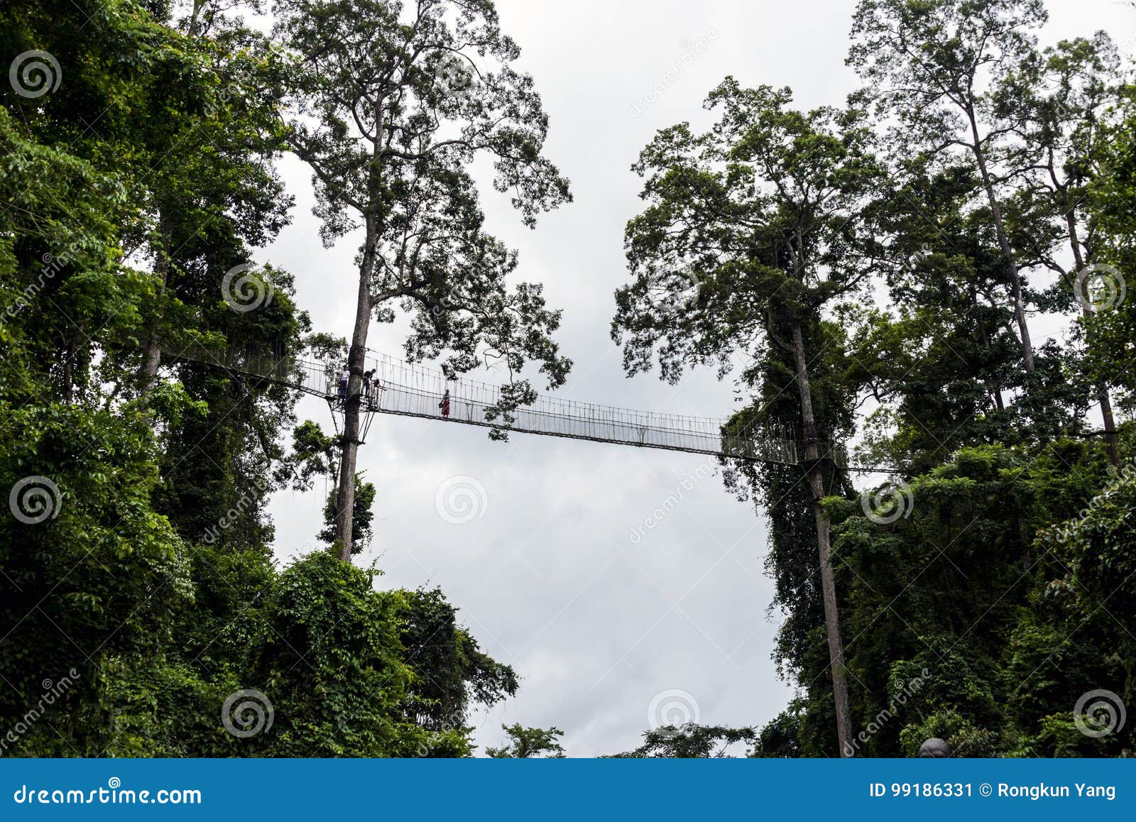 The parashorea cathayensis stock image. Image of nature - 99186331