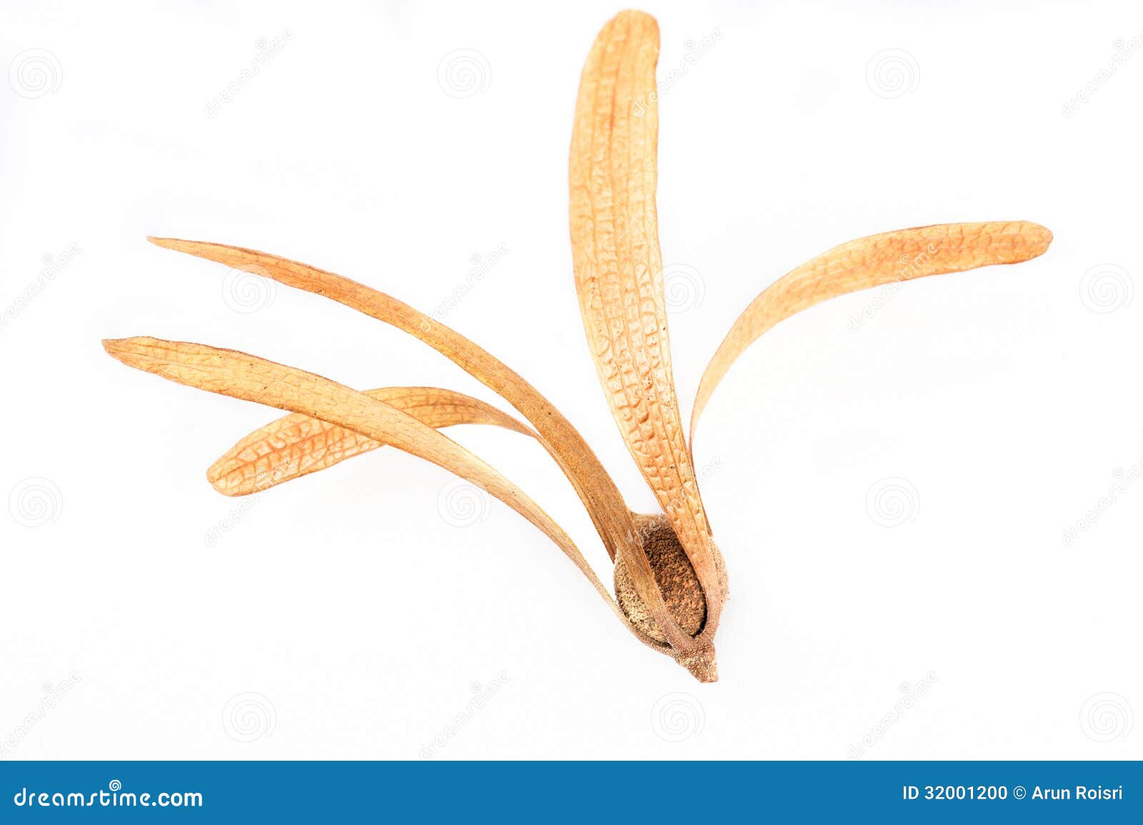 Parashorea stellata stock photo. Image of helicopter - 32001200