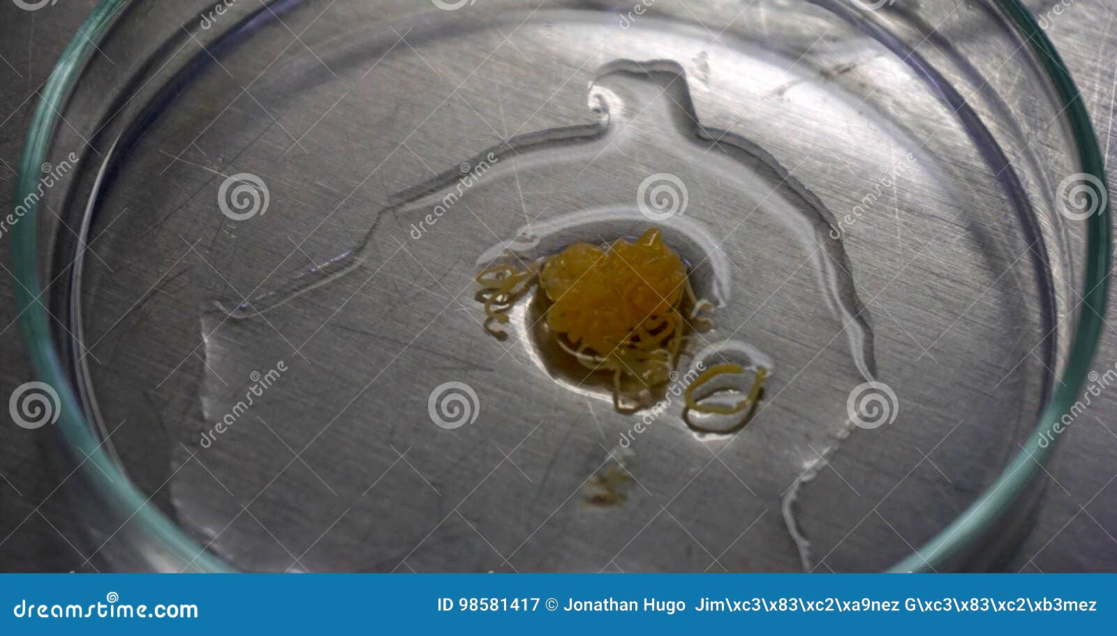 Reeks Parasieten Stock Photos - Royalty Free Images