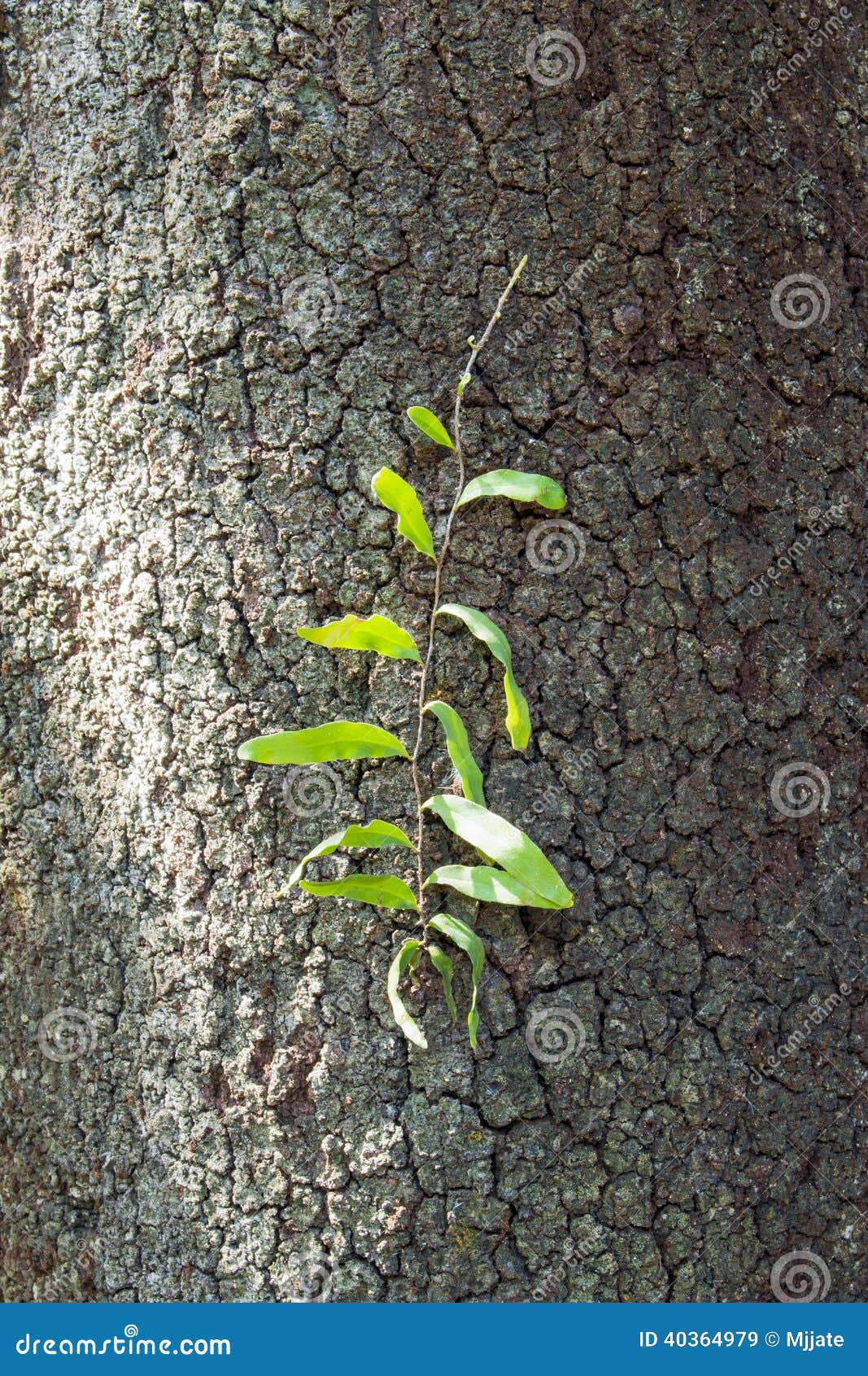 Parasite on the Bark of Tree Stock Image - Image of green, abstract ...