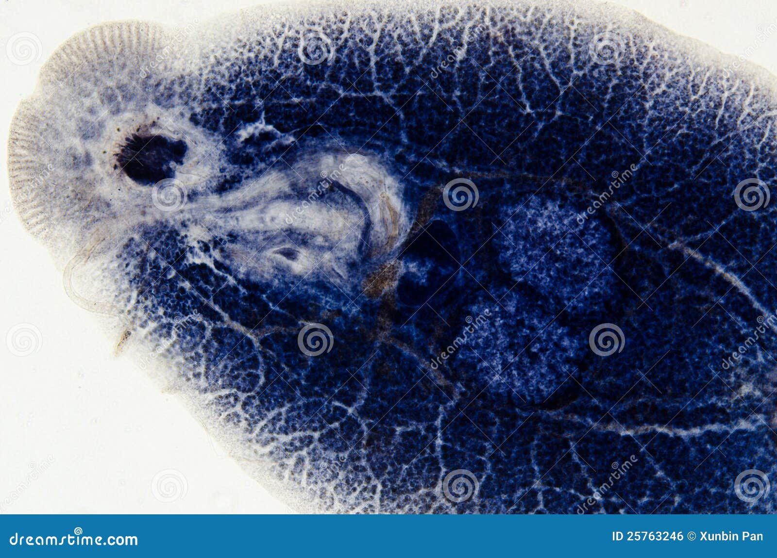 Parasite Benedenia De Poissons D'aquiculture Photo stock - Image du ...