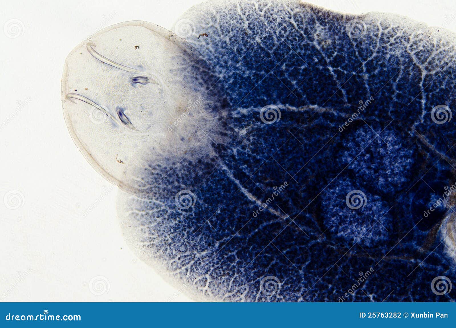 Parasite Benedenia De Poissons D'aquiculture Photo stock - Image du ...
