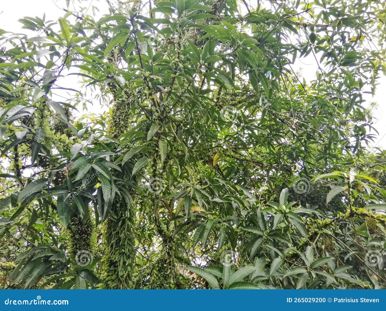 Parasite Biome in Tree stock photo. Image of tree, spring - 265029200