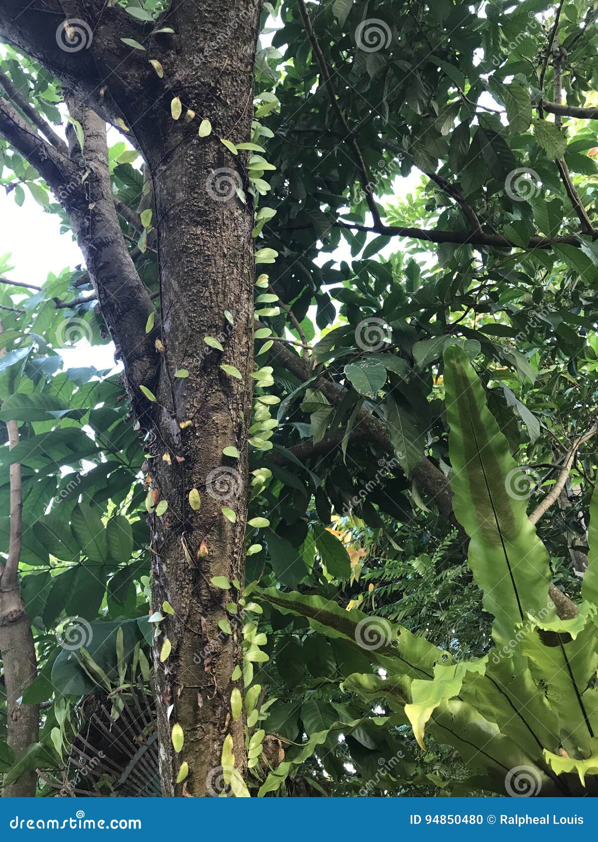 Green Parasite On The Mango Tree Stock Photo | CartoonDealer.com #241465386