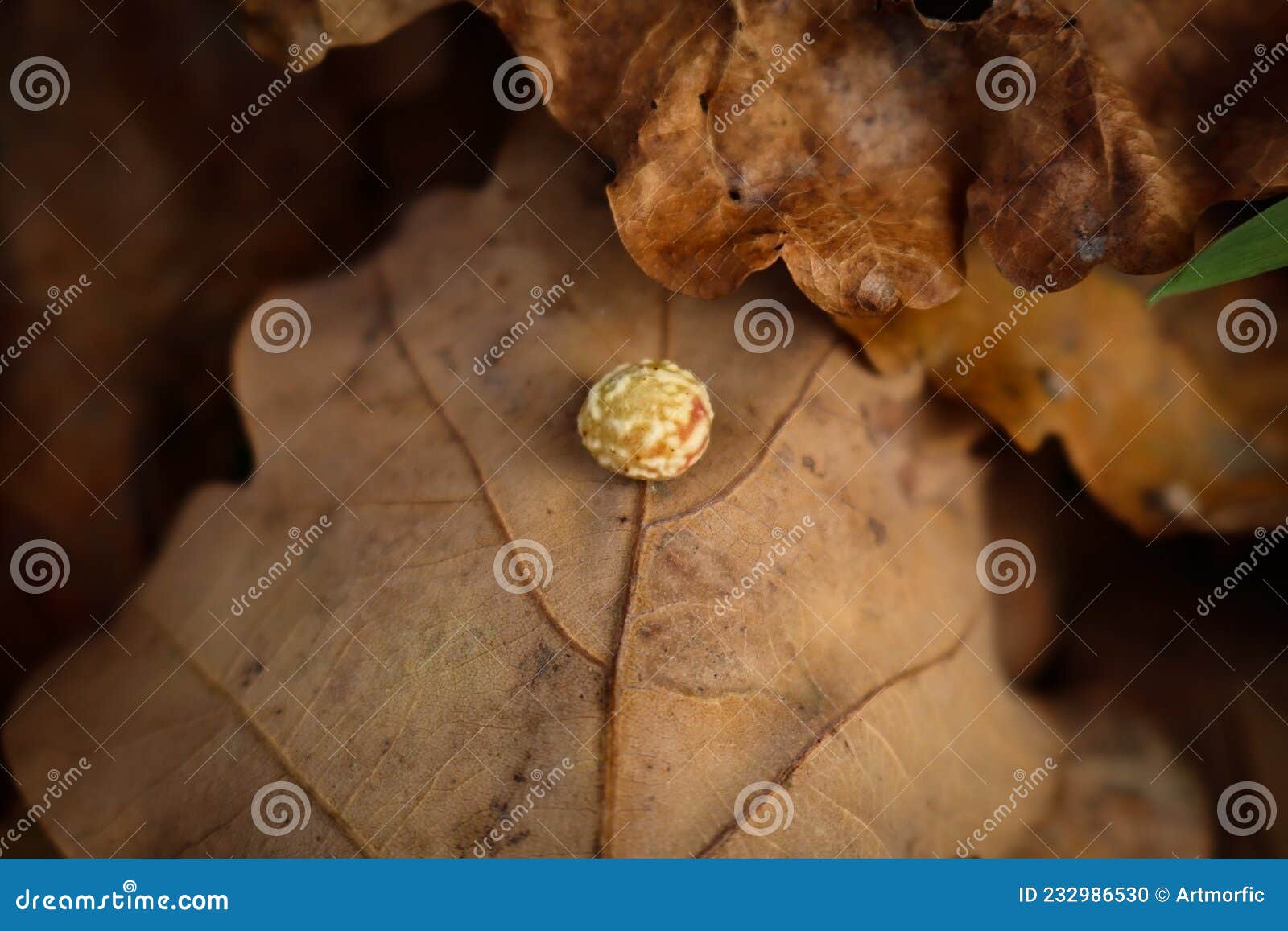 Parasite Cynips Quercusfolii on Oak Tree Leaf Lying on Ground Stock ...