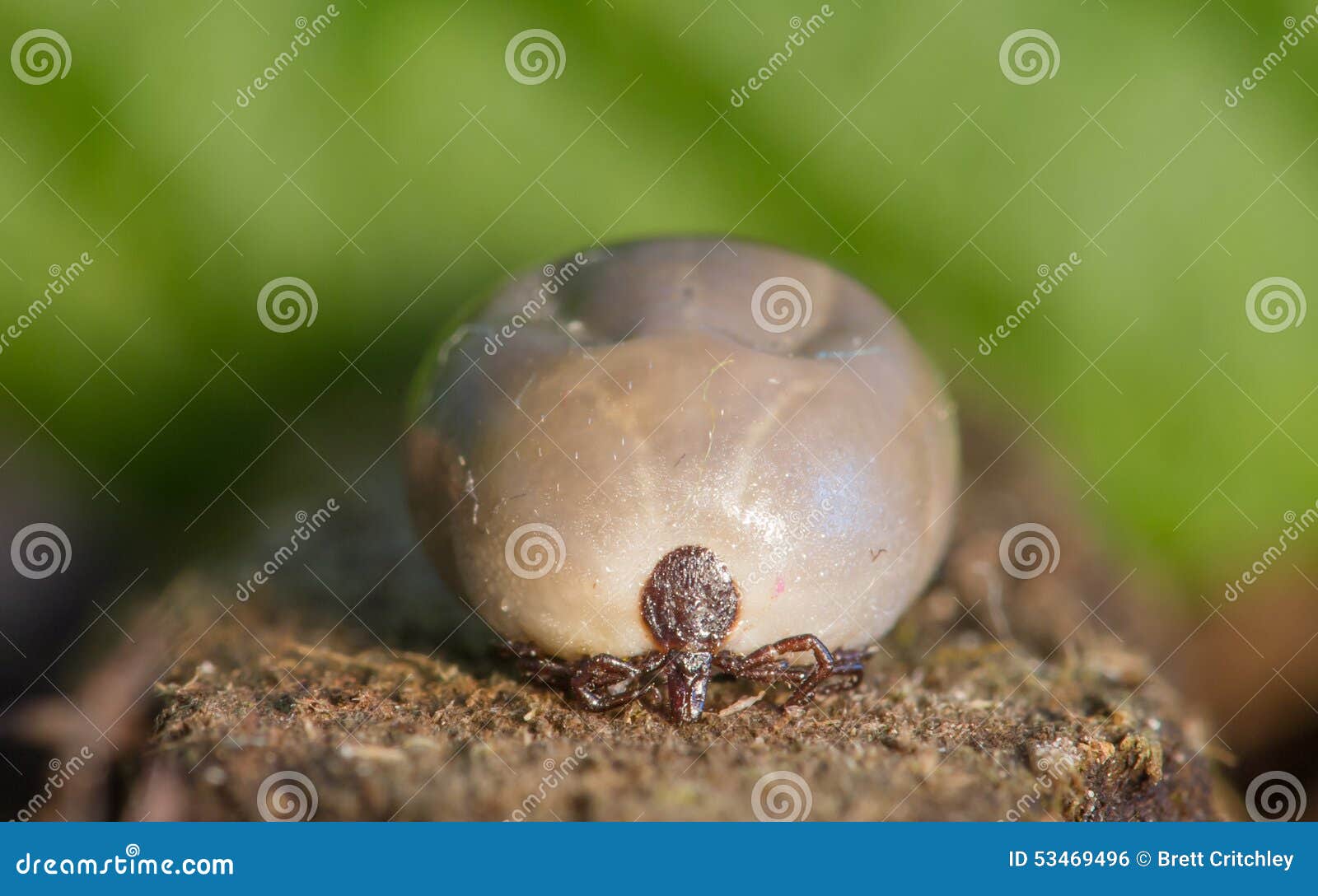 Parasite de coutil photo stock. Image du coutil, crabot - 53469496