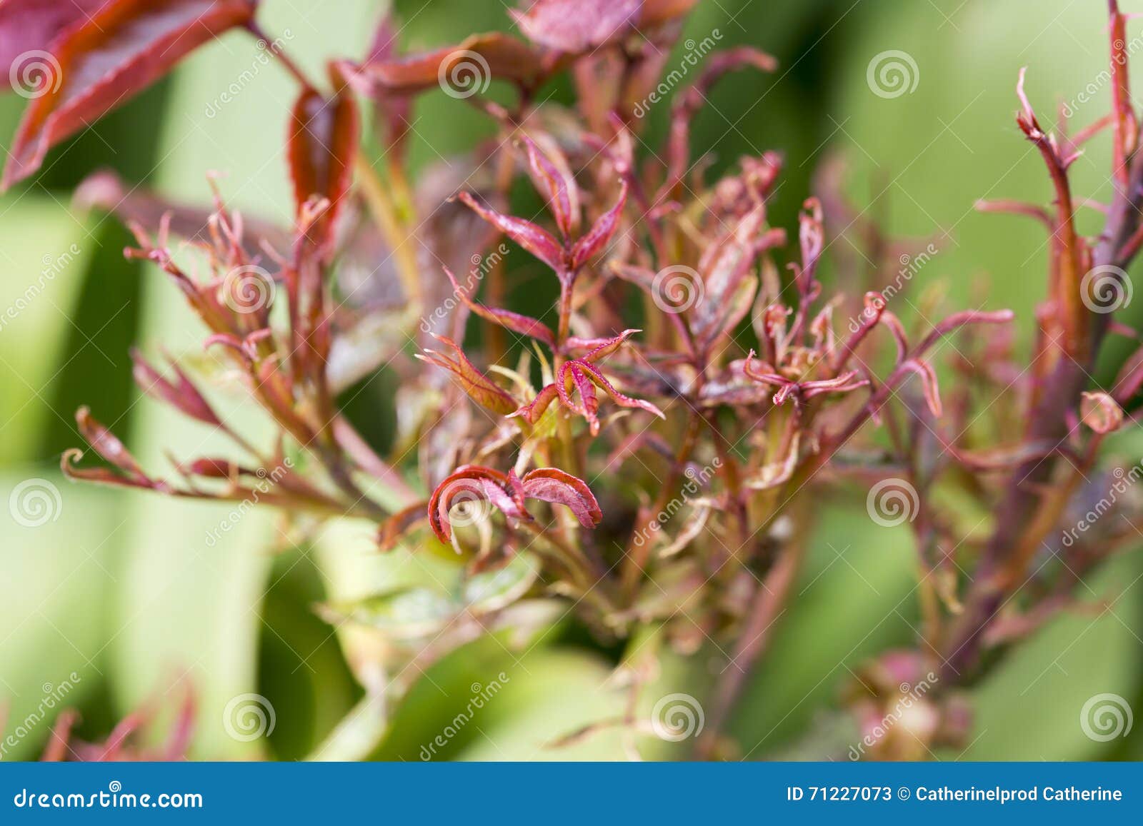 Parasite De La Maladie De Rosier Image stock - Image du décoration ...