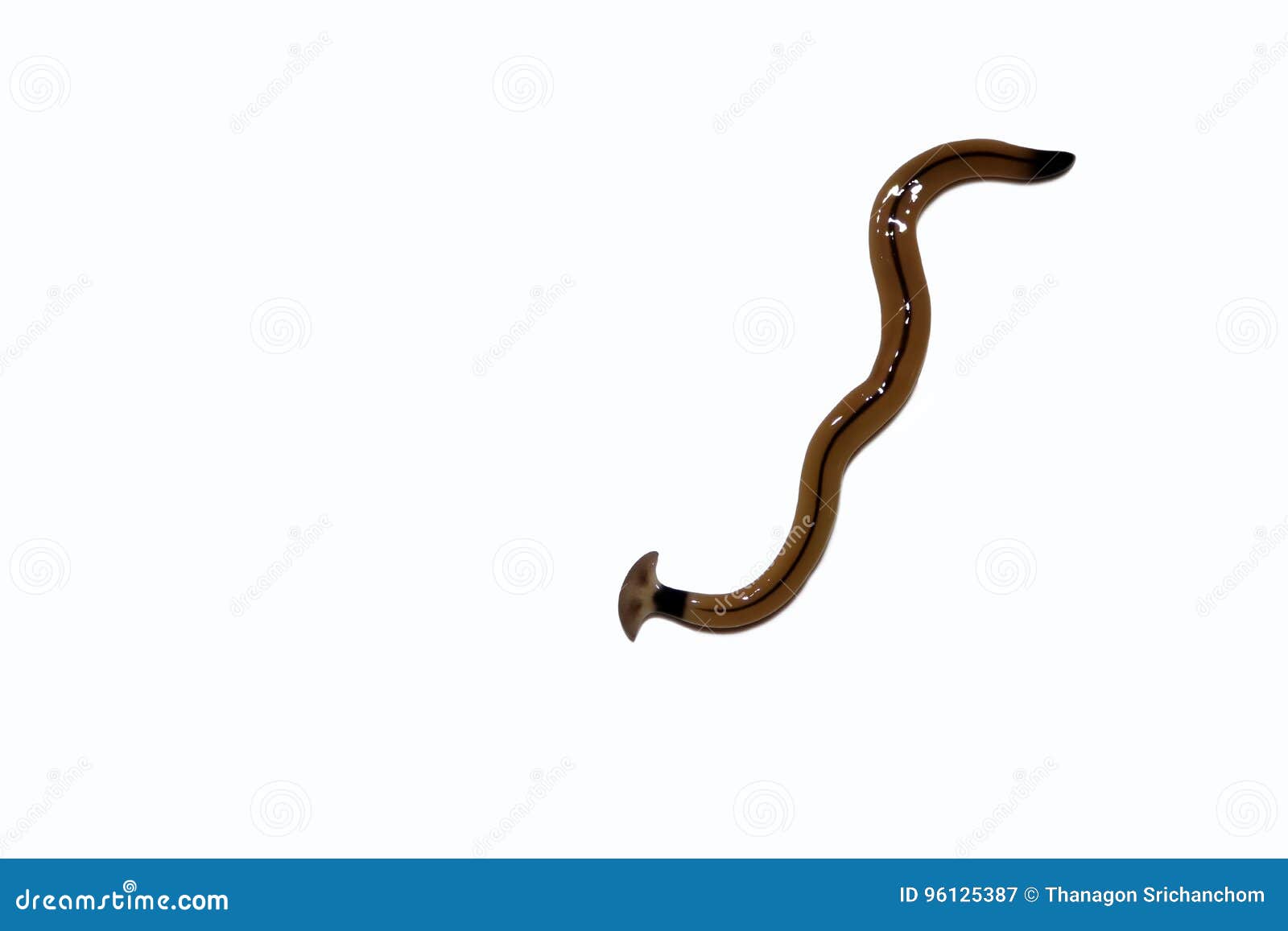 Parasite De Ver De Poisson-marteau Image stock - Image du cordon ...