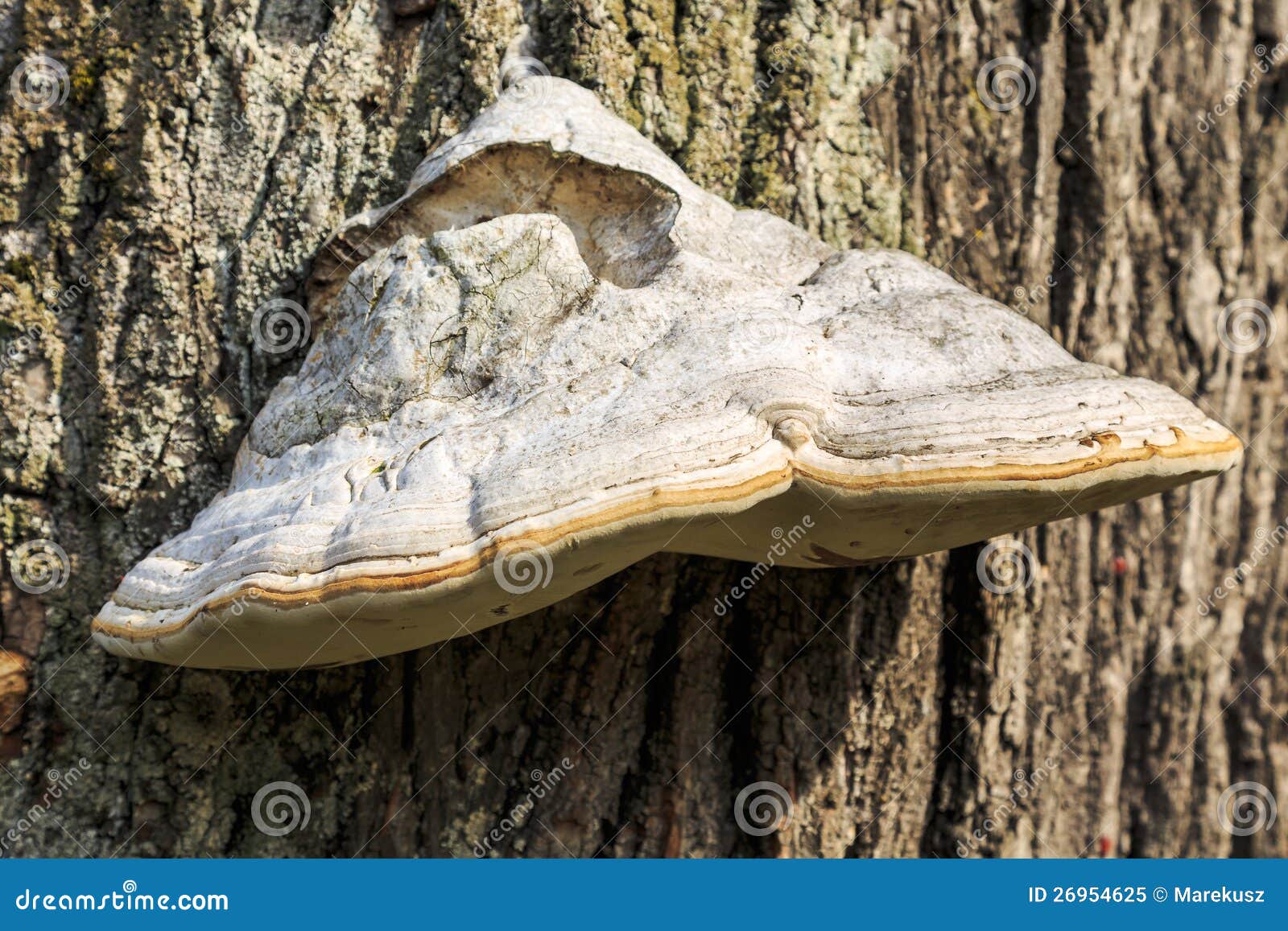 Parasite fungus stock image. Image of bark, organic, grow - 26954625