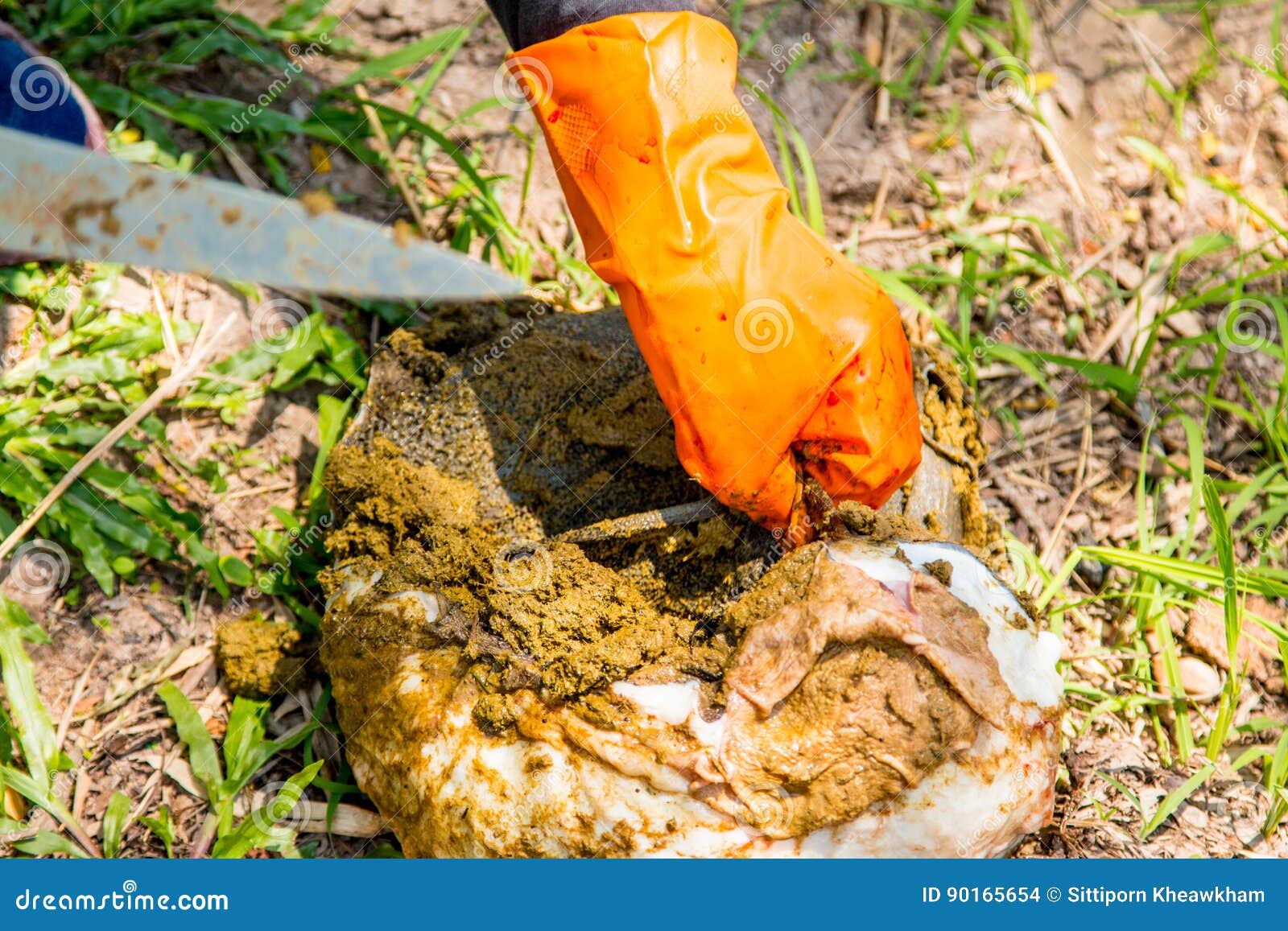 A Parasite in the Liver of the Buffalo. Stock Photo - Image of liver ...