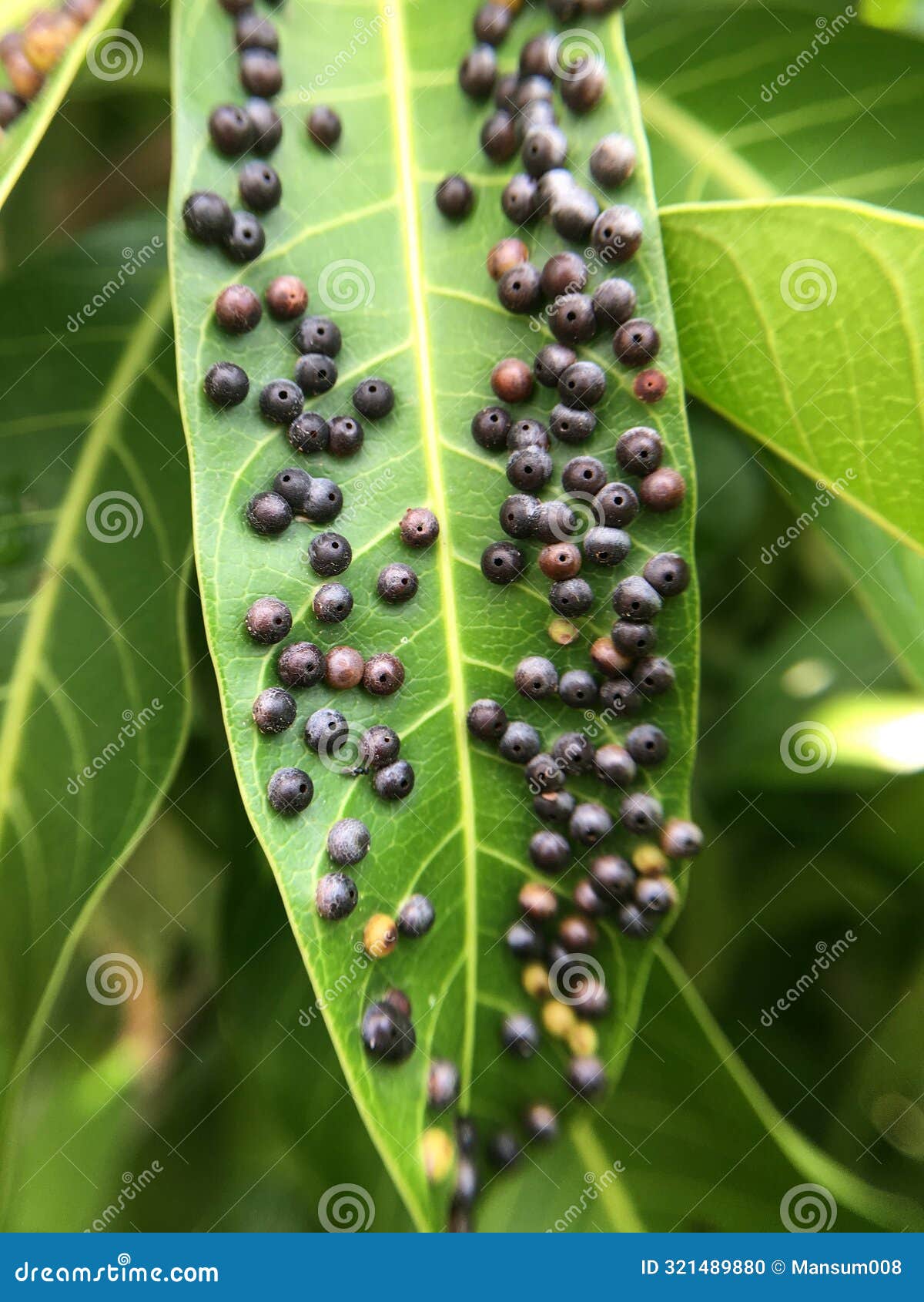 Parasite on mango leaf stock photo. Image of damage - 321489880